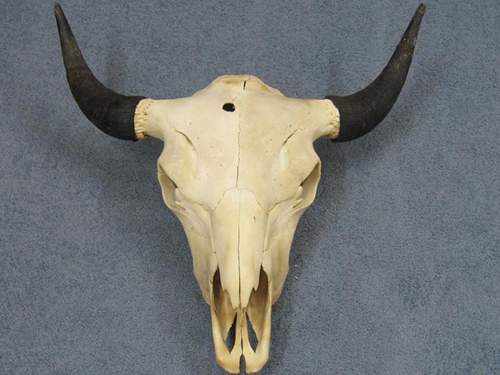 Buffalo Skulls