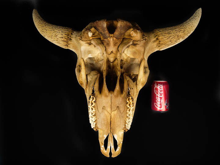 Buffalo Skulls