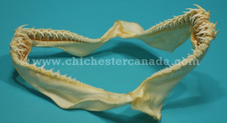 Sand Tiger Shark Jaws