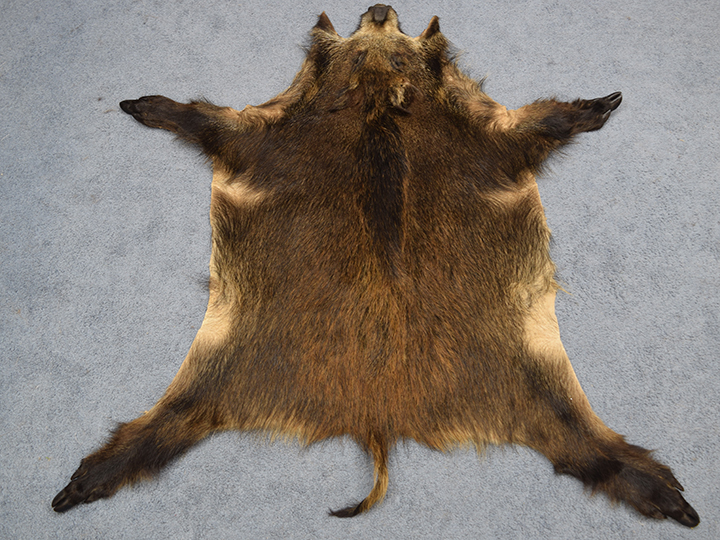 Wild Boar Skins, Wild Boar Hides, Wild Boar Pelts, Wild Pig Skins Hides ...