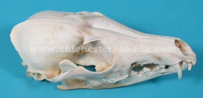 Red Fox Skull Front