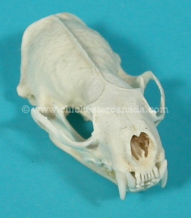 Mink Skulls or Cleaned Mink Skulls