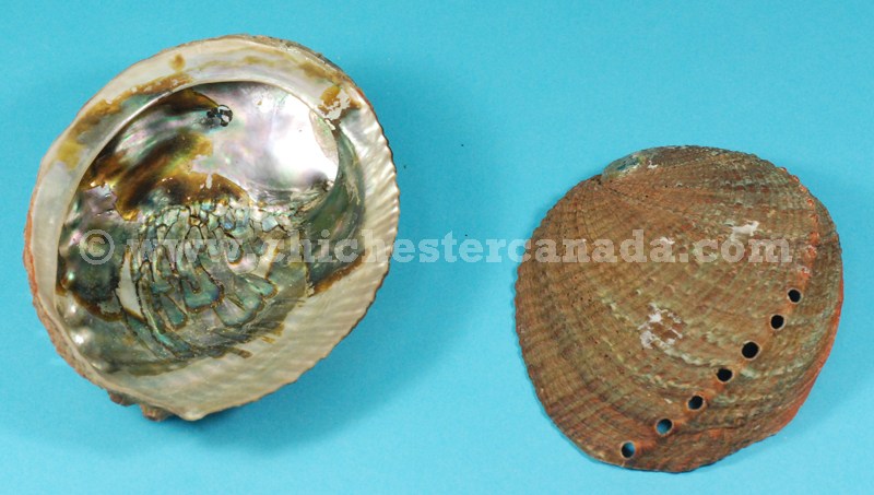 Mexican Abalone Shells, Red Abalone Shells, Green Abalone Shells