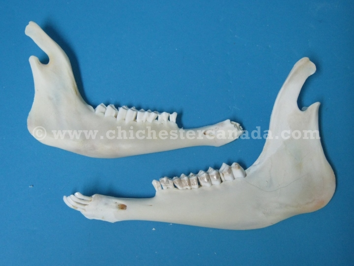 Goat Jaw Bones