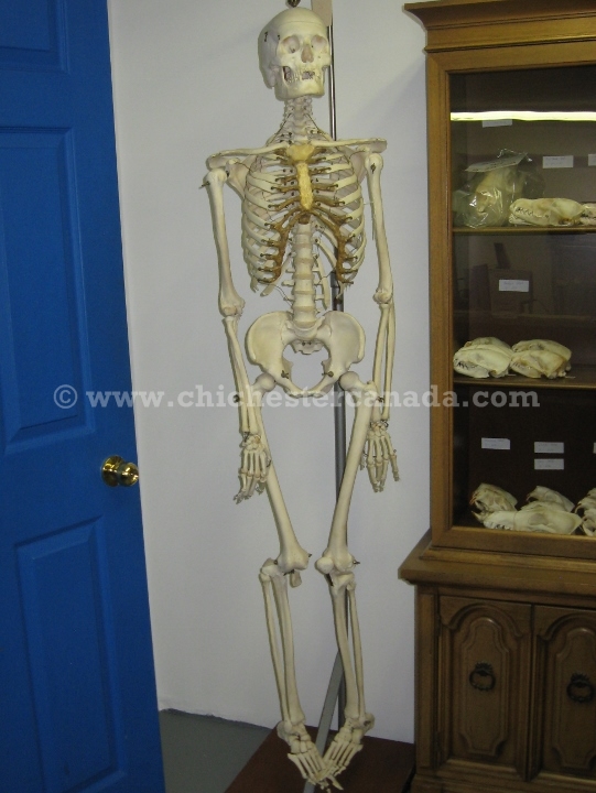 Real Full Human Skeleton