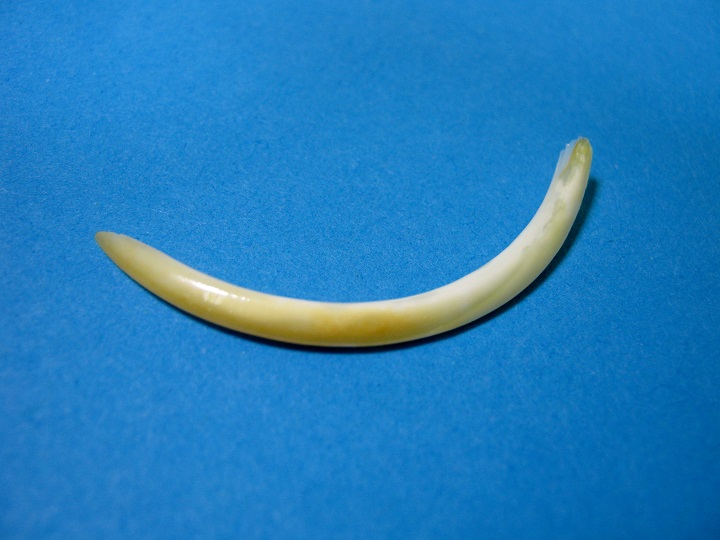 Muskrat Teeth